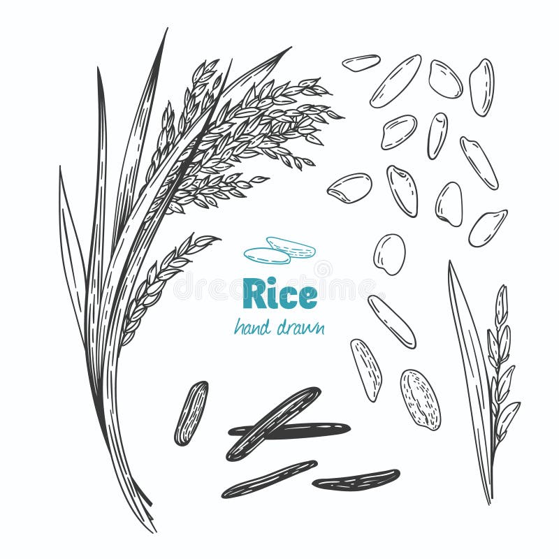Rice Vector Hand Drawn Illustration Stock Vector - Illustration of ...