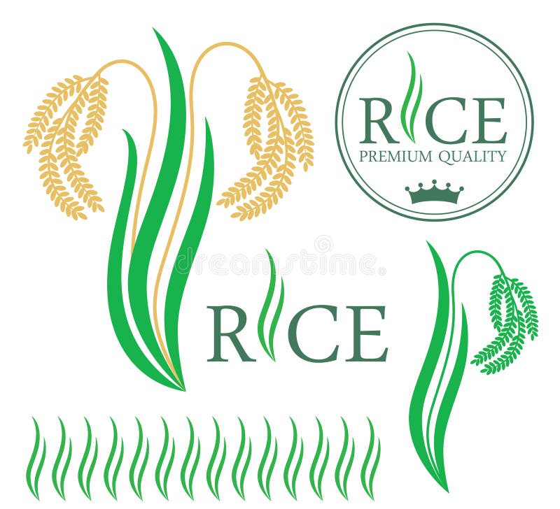 Rice stock vector. Illustration of agriculture, abstract - 55917671