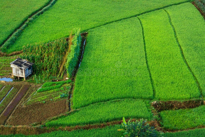 Rice Farming, Vietnam stock photo. Image of rice, work - 31871624