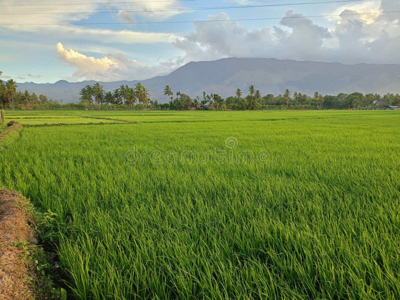 Rice in the Village Beautifulbeautiful Rice Fields in a Rural Area ...