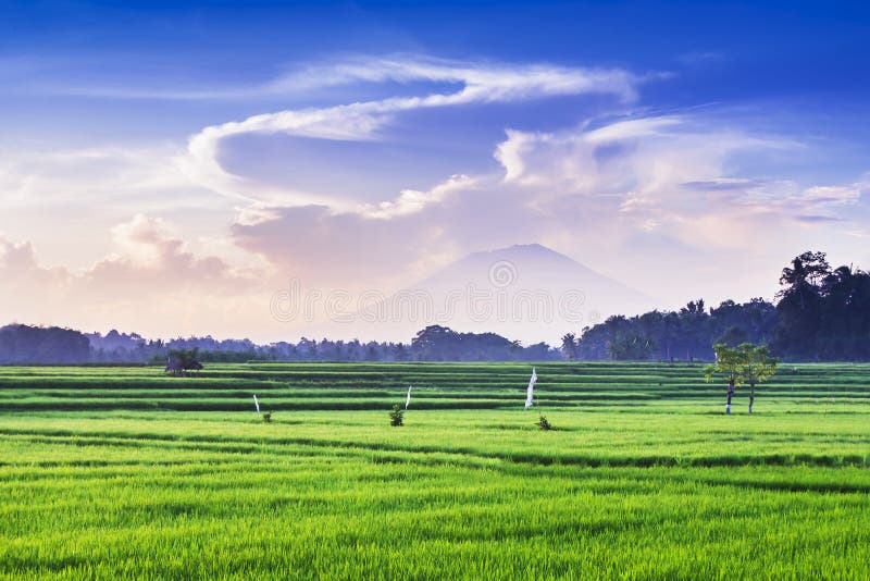 Rice and volcano stock photo. Image of asian, farm, indonesian - 29118786
