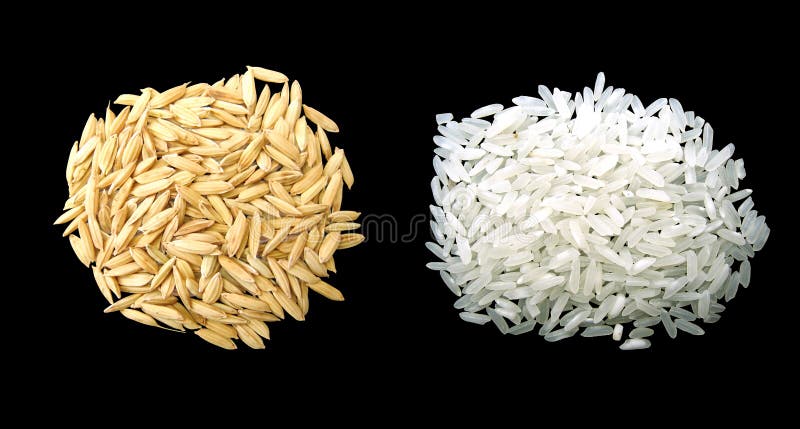 Unhulled rice stock photo. Image of plate, cooking, materials - 19122336
