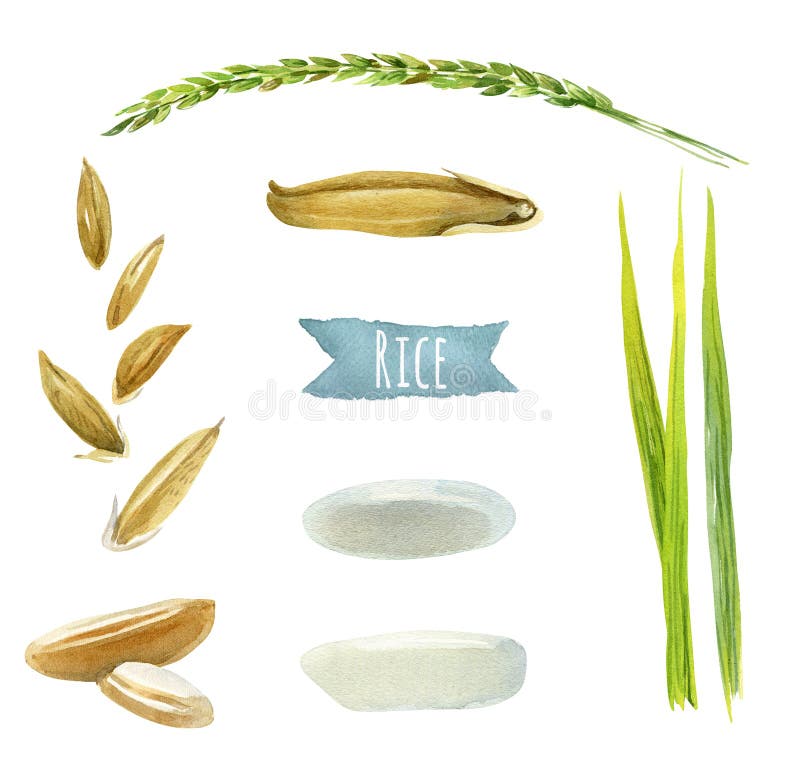 Rice Watercolor Illustration with Clipping Paths Stock Illustration ...