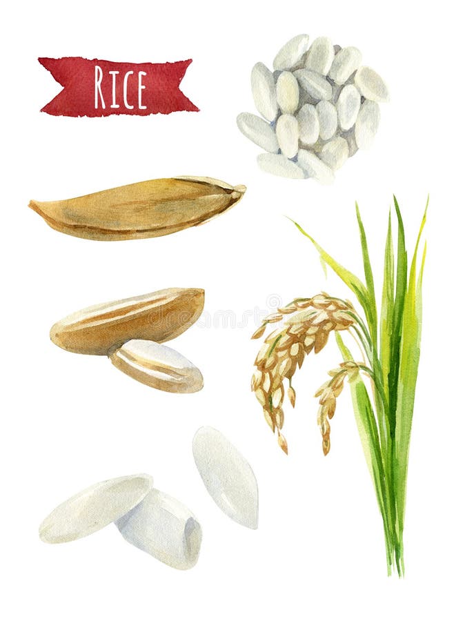 Rice Watercolor Illustration Stock Illustration - Illustration of rice ...