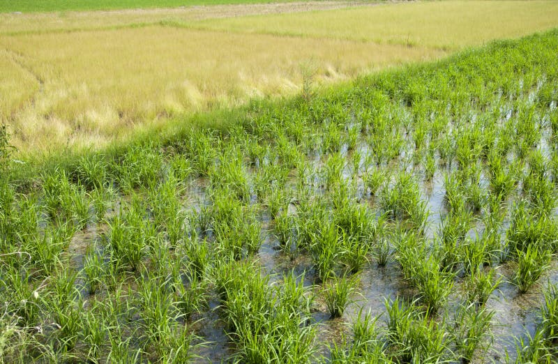 Rice and weeds stock image. Image of paddy, food, ricefield - 19959077