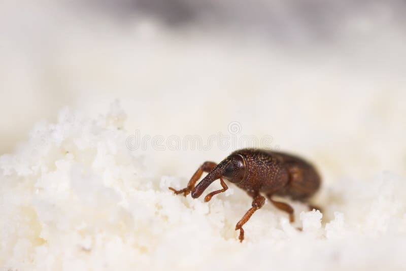 Rice weevil stock photo. Image of lixus, brown, park, closeup - 8618026