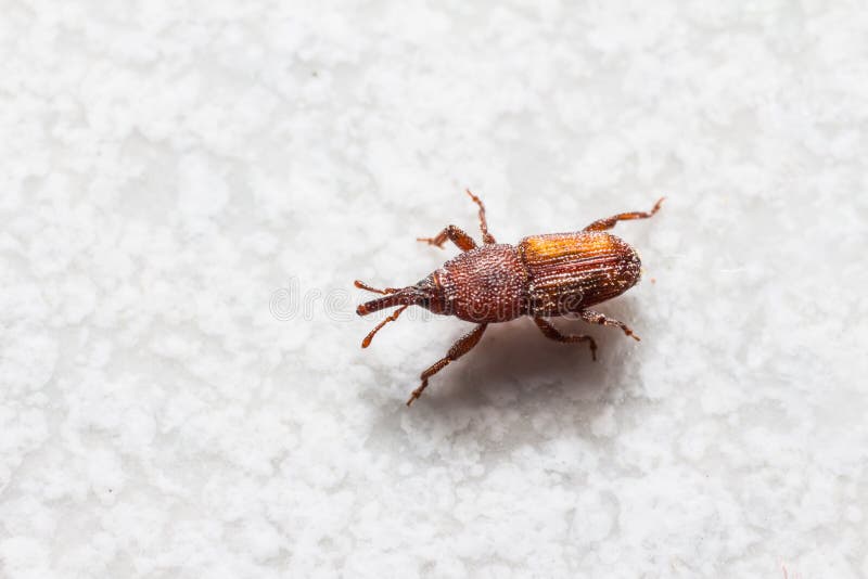 Rice weevil stock image. Image of weevil, infest, rice - 41056573