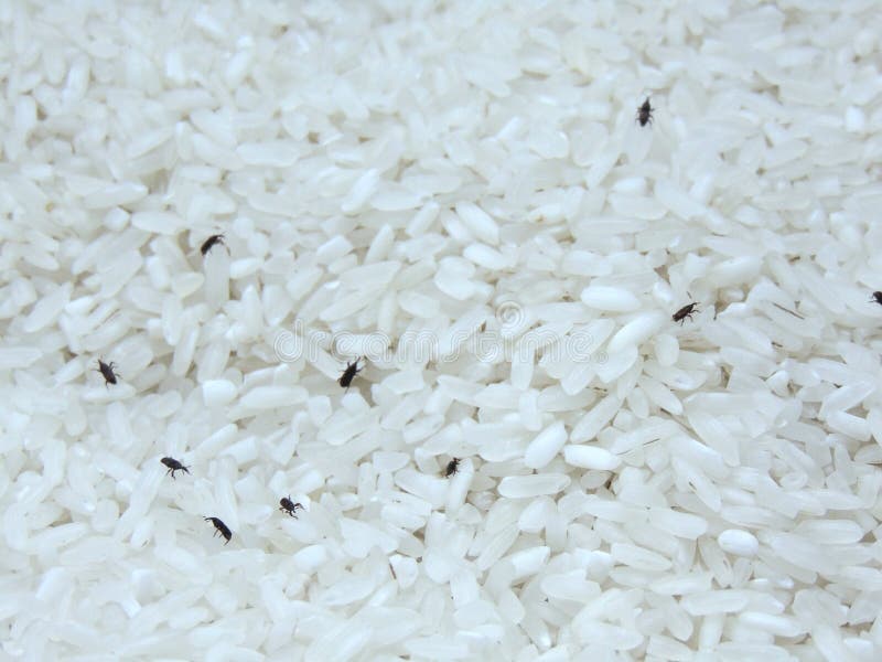 Rice Lice Stock Photos - Free & Royalty-Free Stock Photos from Dreamstime