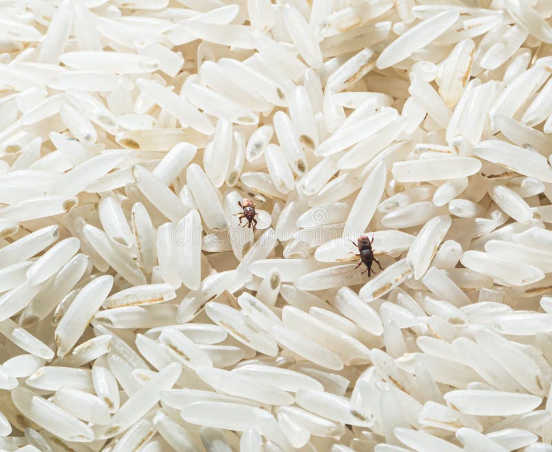 Rice weevils stock image. Image of infestation, close - 56437711