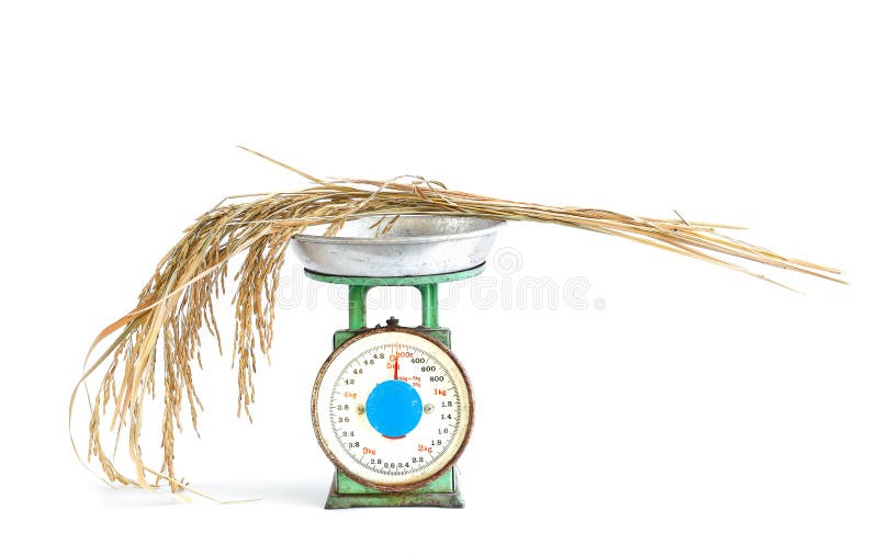 292 Rice Scales Stock Photos - Free & Royalty-Free Stock Photos from ...