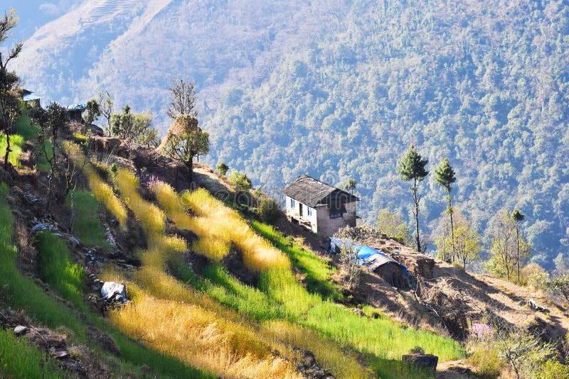 Rice and Wheat Crop Terraces Stock Photo - Image of nature, harvest ...