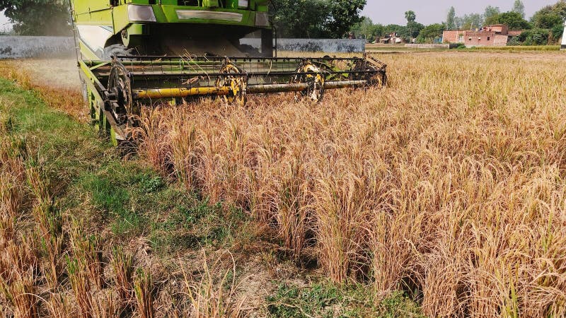 Rice Wheat Harvesting Machine Cutting Crops Stock Image - Image of ...