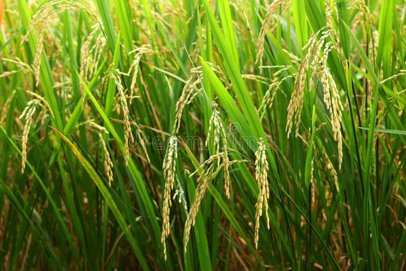 The rice whole grain stock image. Image of fresh, grain - 198631049