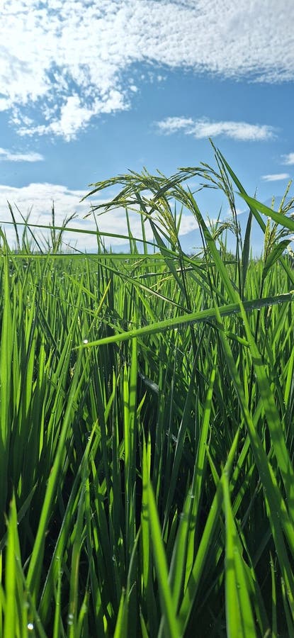 Rice that Will Soon Be Ready To Harvest Stock Image - Image of soon ...