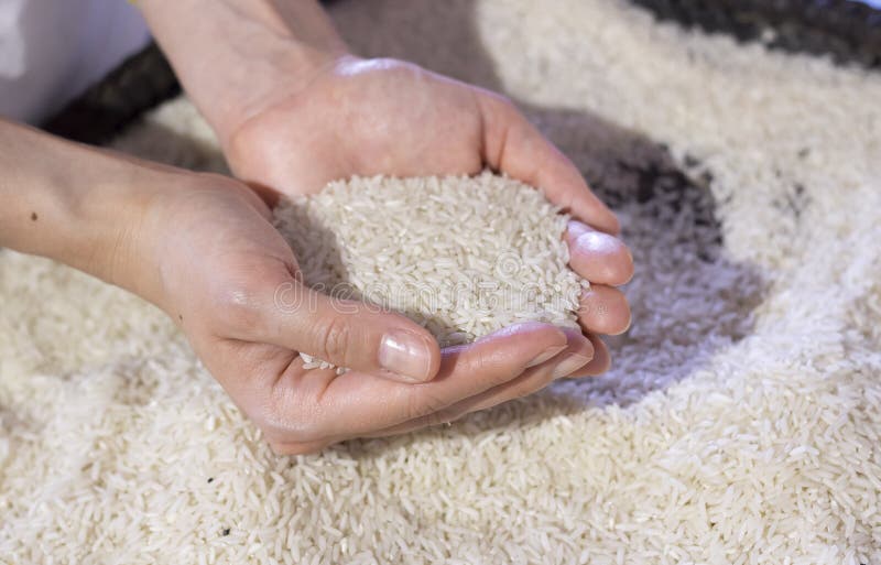 Rice in woman hands stock image. Image of rice, hand - 140267481