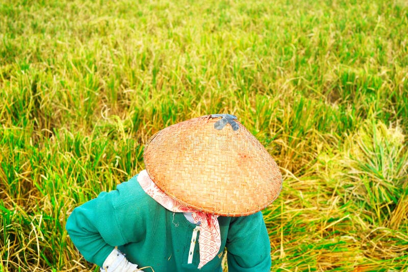 Rice worker stock photo. Image of culture, farmers, industry - 13516856