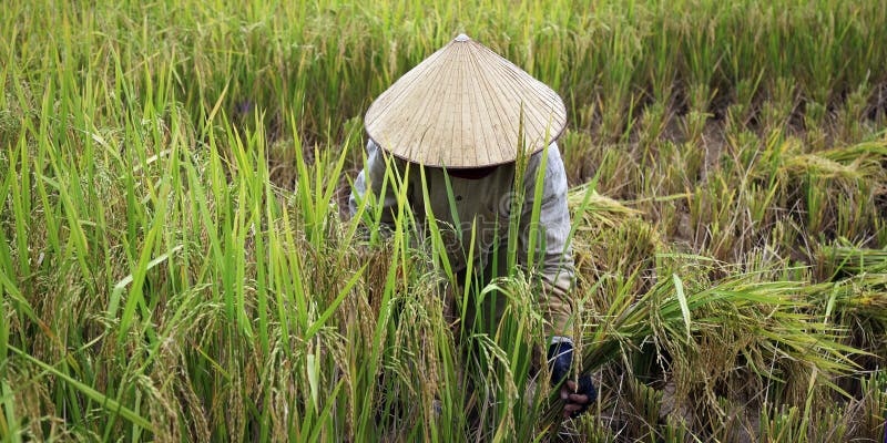 Rice Worker ,headdress of a Bamboo Hat, ,harvesting Rice Stock Image ...