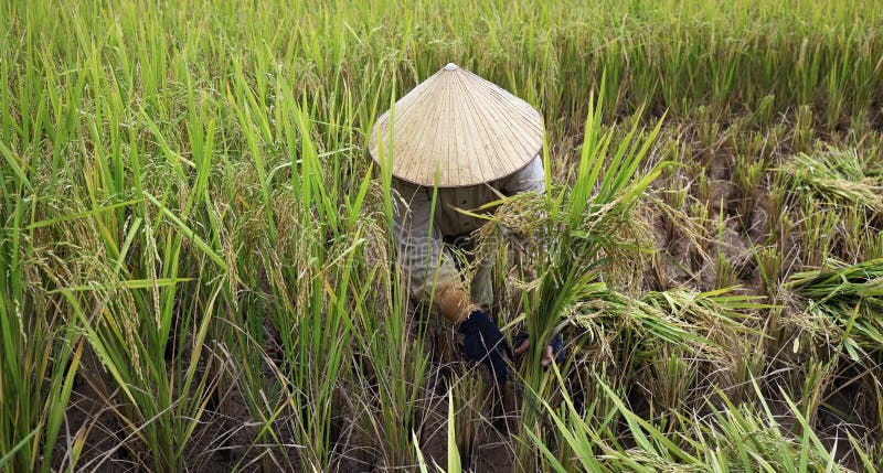Rice Worker ,headdress of a Bamboo Hat, ,harvesting Rice Stock Photo ...