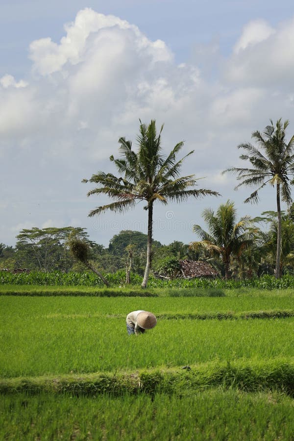 Rice Worker Planting Rice in Rice Field Stock Photo - Image of sapa ...