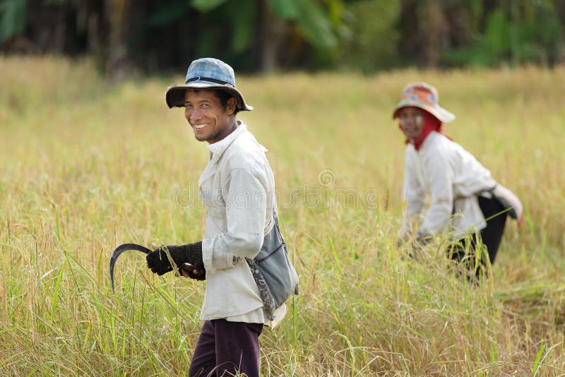 Asian rice farmer stock image. Image of food, farmland - 15565963