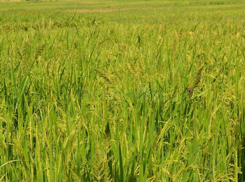 Rice in Yellow Rice Fields Ready for Harvest Stock Image - Image of ...