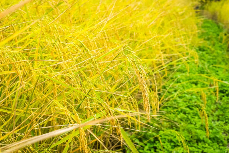 Rice Yellow Gold in Thailand Stock Photo - Image of pattern, rice ...