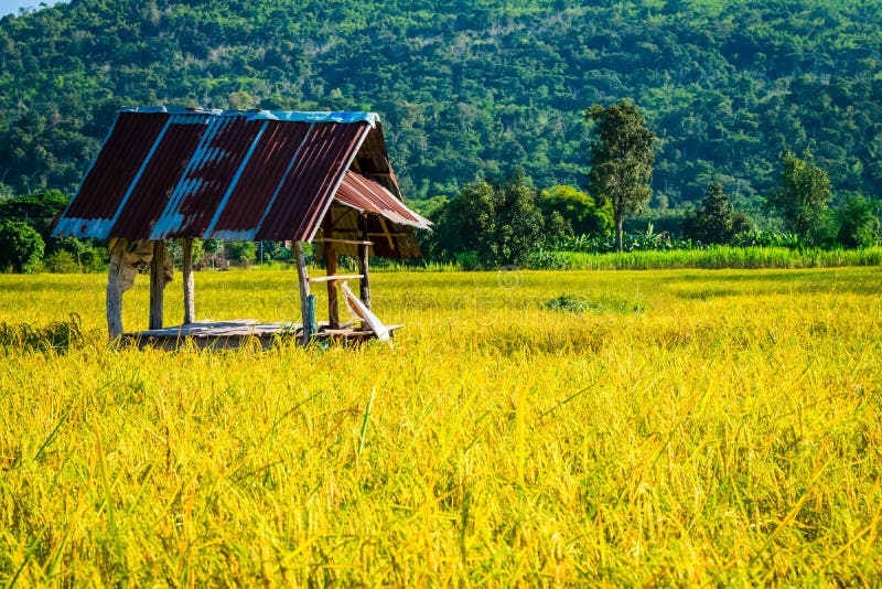 Rice Yellow Gold in Thailand Stock Image - Image of line, asia: 110206505