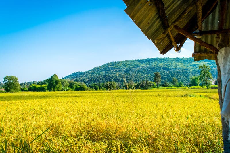 Rice Yellow Gold in Thailand Stock Image - Image of ripe, agriculture ...