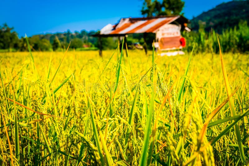 Rice Yellow Gold in Thailand Stock Image - Image of growth, nature ...