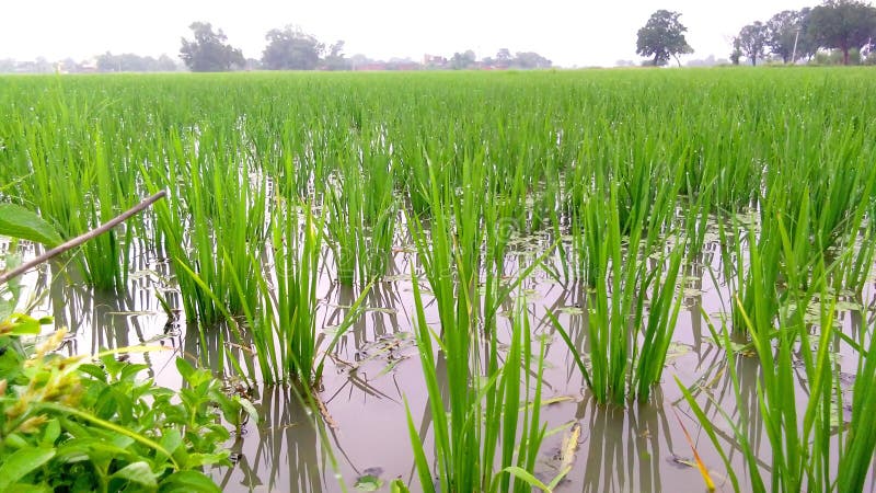 Rice Young Crops Fields Snap Stock Stock Image - Image of reach ...
