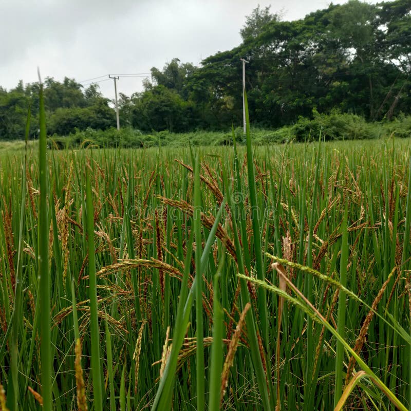 Organic Riceberry Rice is Growing? Stock Image - Image of meadow, green ...