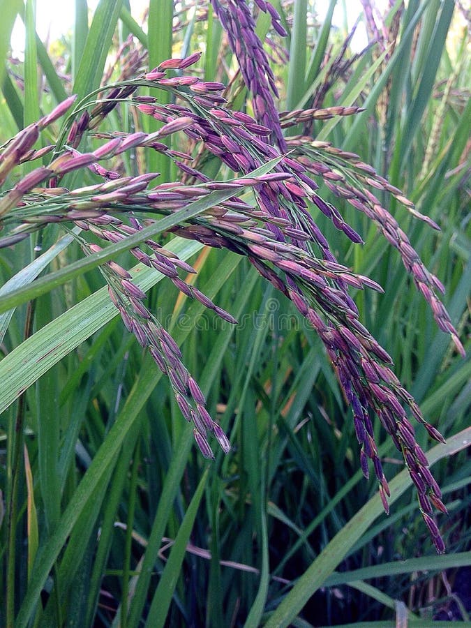 Riceberry rice stock photo. Image of rice, natural, food - 48966716