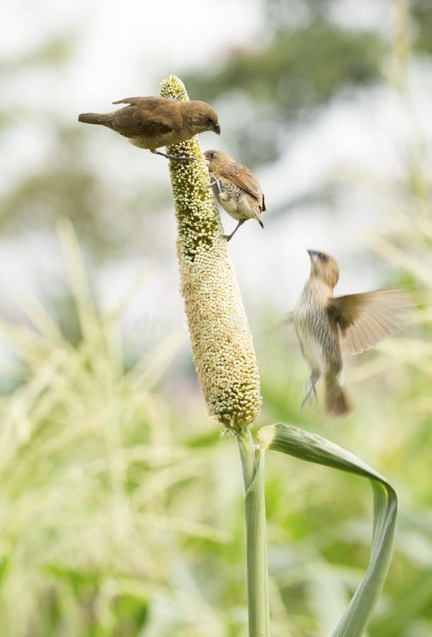 Ricebird Eating Sorghum Plant Stock Photo - Image of grass, wild: 92733082