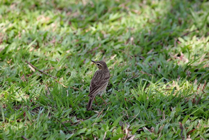 Ricebird stock image. Image of animal, biped, weaverbird - 27165337