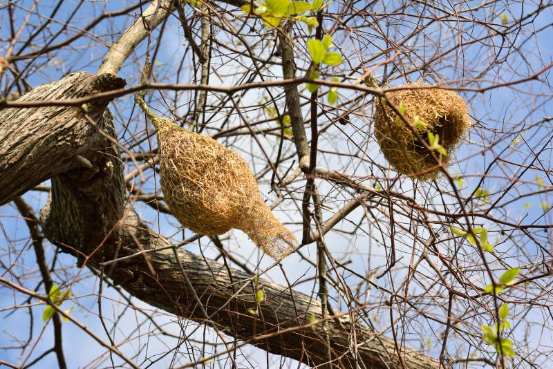 Ricebird Nests on the Trees. Stock Image - Image of bird, ricebird ...