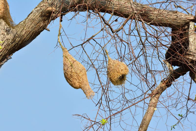 Ricebird Nests on the Trees. Stock Image - Image of animals, ricebird ...