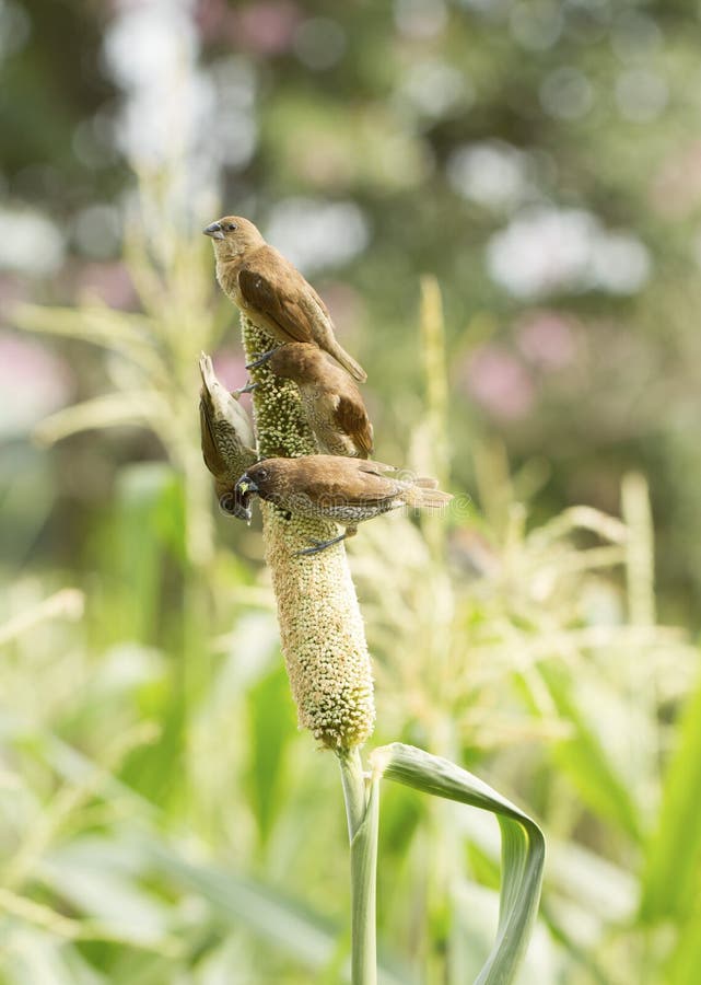 Ricebird Perched on Sorghum Plant Stock Image - Image of wildlife ...