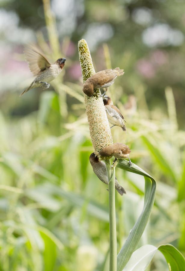 Ricebird Perched on Sorghum Plant Stock Photo - Image of beauty, flower ...