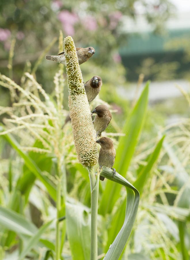 Ricebird Perched on Sorghum Plant Stock Image - Image of green, perch ...