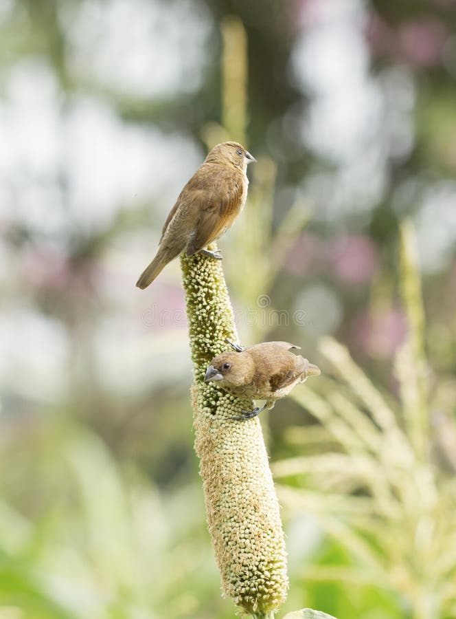 Ricebird Perched on Sorghum Plant Stock Image - Image of bird, perched ...