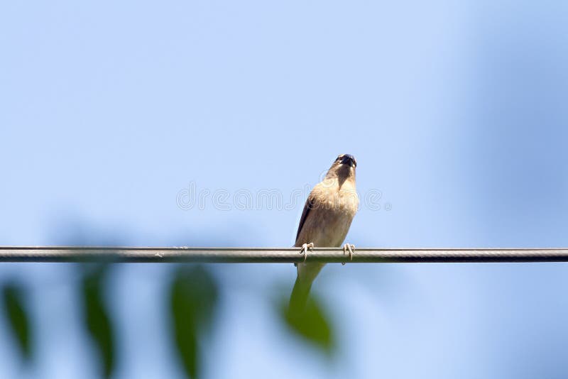 Ricebird is Resting stock image. Image of swain, plumage - 81179441