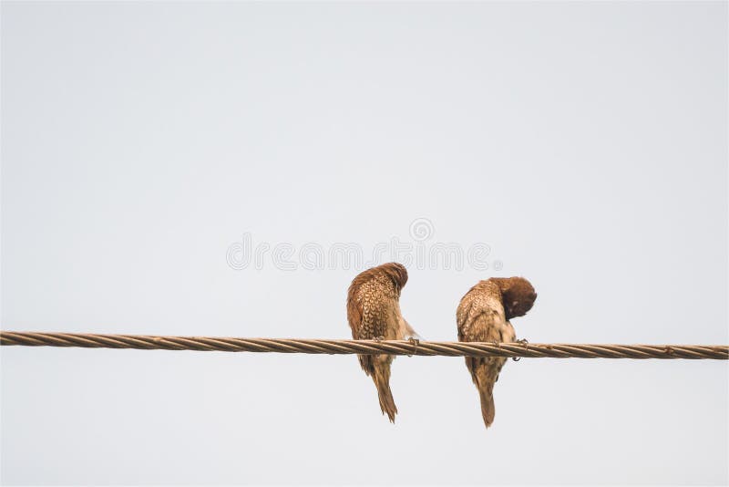 Ricebird is Resting stock image. Image of swain, wire - 72526849