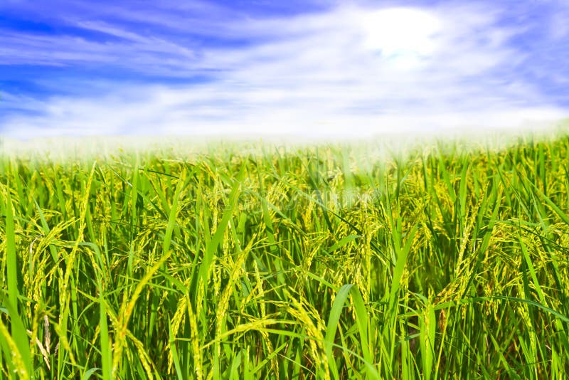 Ricefield stock image. Image of nature, abstract, blue - 22126205