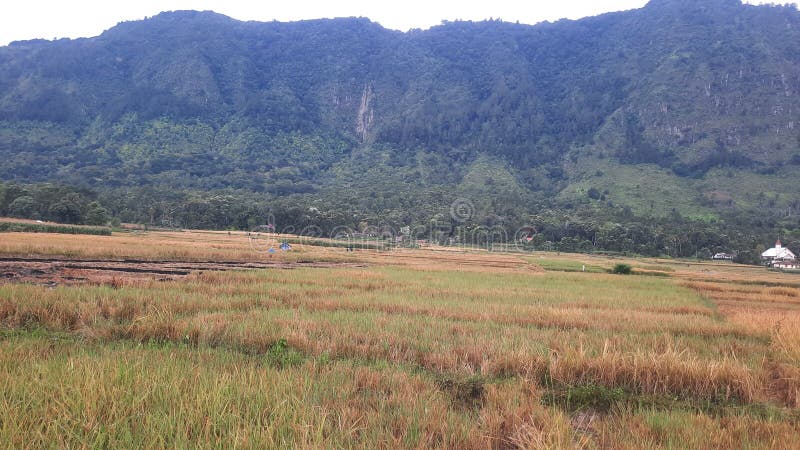 Ricefield Cliff Ground View Stock Image - Image of hill, plateau: 384102499