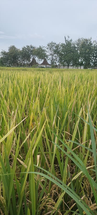 Ricefield Flora Nature Indonesia East Java Stock Photo - Image of east ...