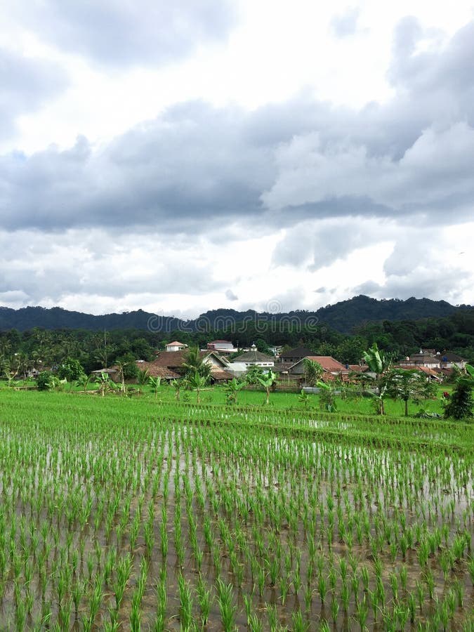 Ricefield stock image. Image of fields, naturephotography - 262700255