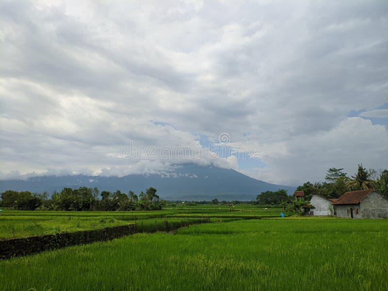 Ricefield stock image. Image of slope, ricefield, mountain - 290660827