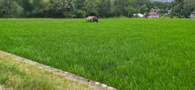 Ricefield stock image. Image of rice, farmer, beautiful - 311178439