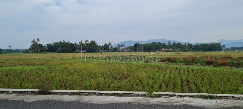 Ricefield in Indonesia stock photo. Image of waterway - 262725368
