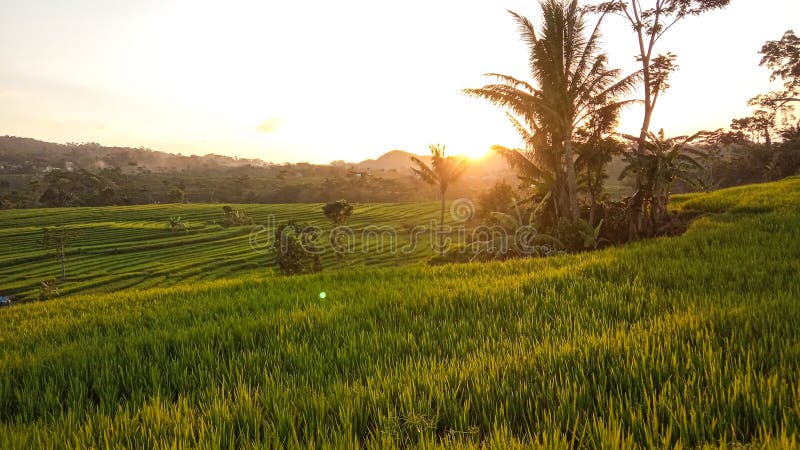 Ricefield in java island stock photo. Image of java - 249100690
